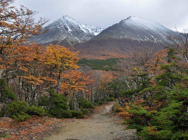 El colorido otoñal del bosque andino patagónico
